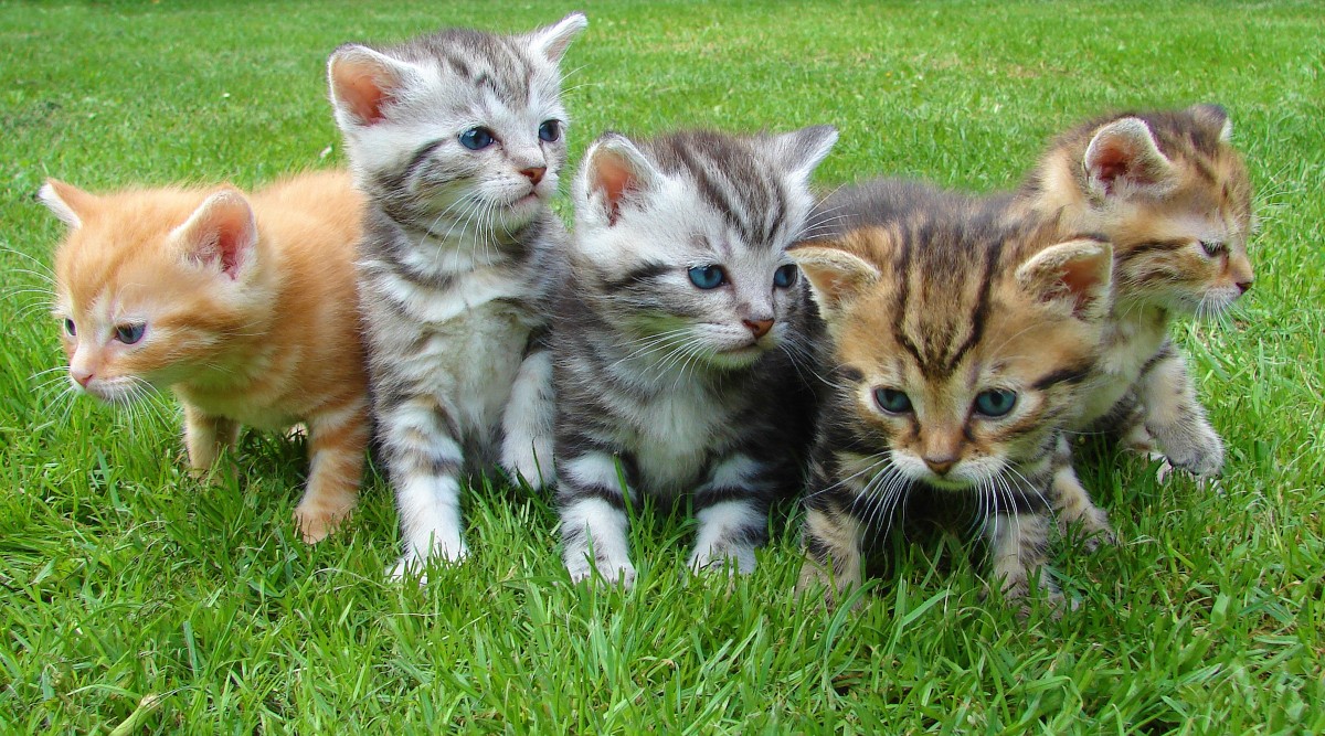 Comment choisir un chaton dans une portée